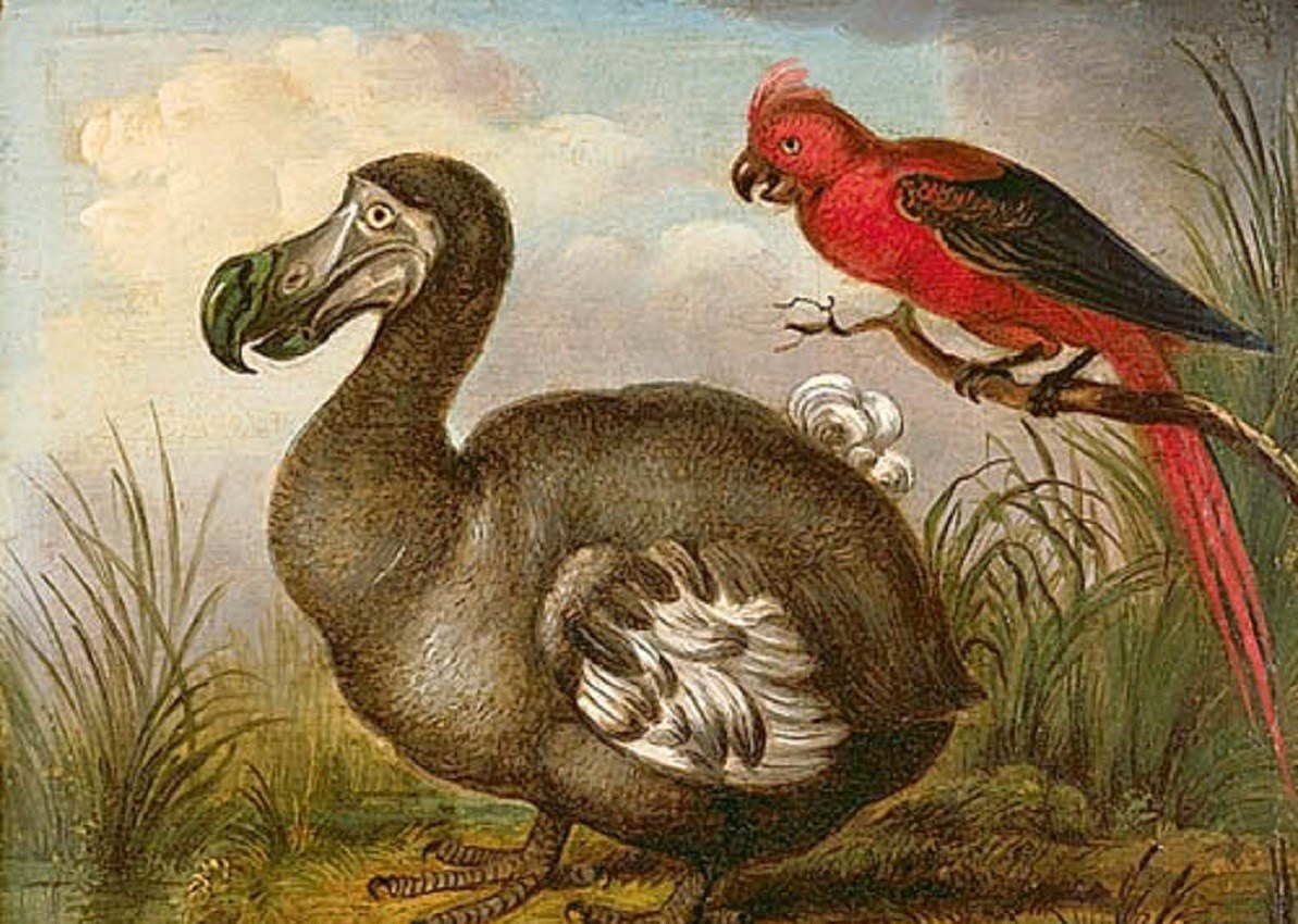 Dodô: a fantástica ave que os portugueses caçaram até à extinção ...