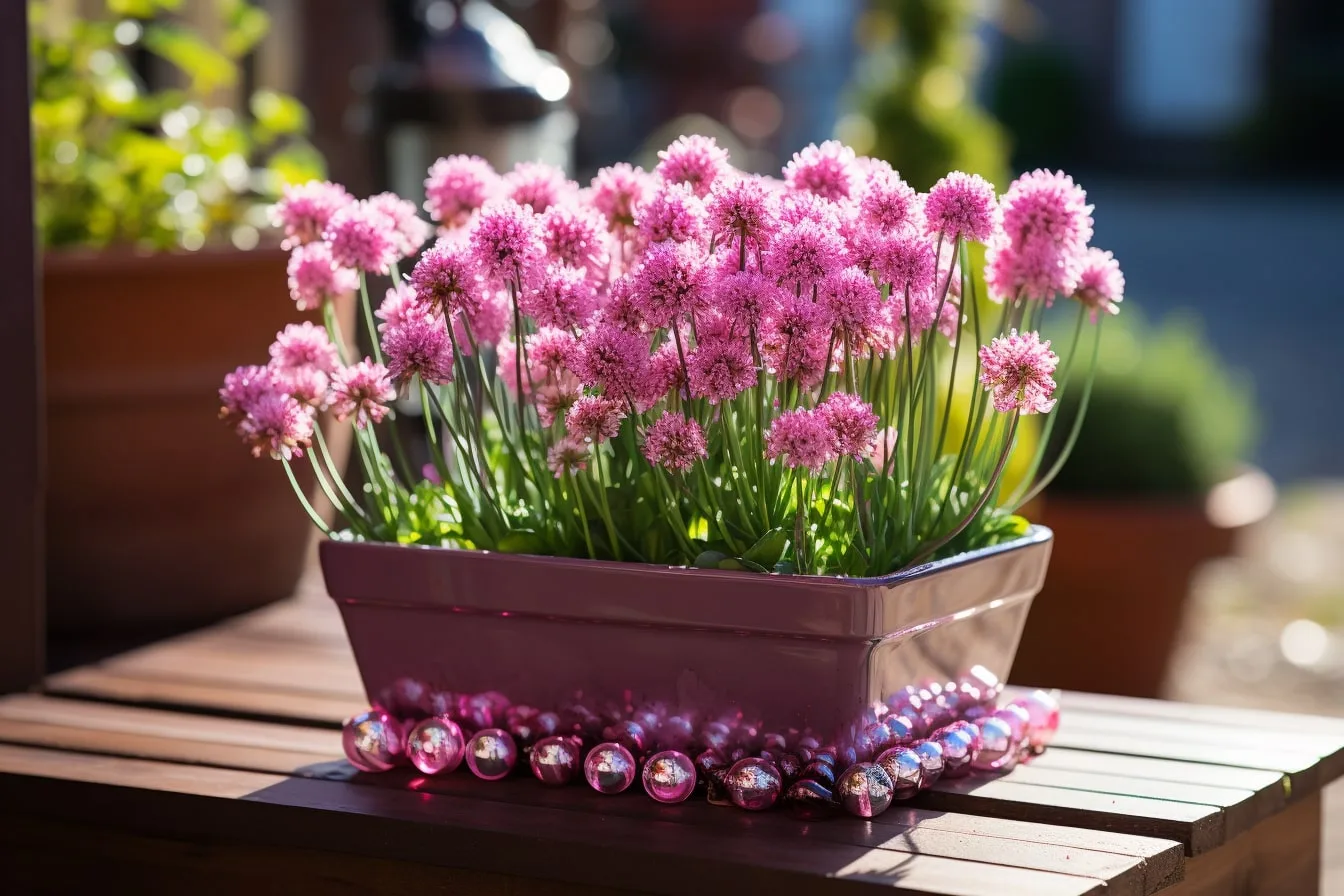 Cebolinho: como plantar e cuidar desta erva aromática versátil | VortexMag